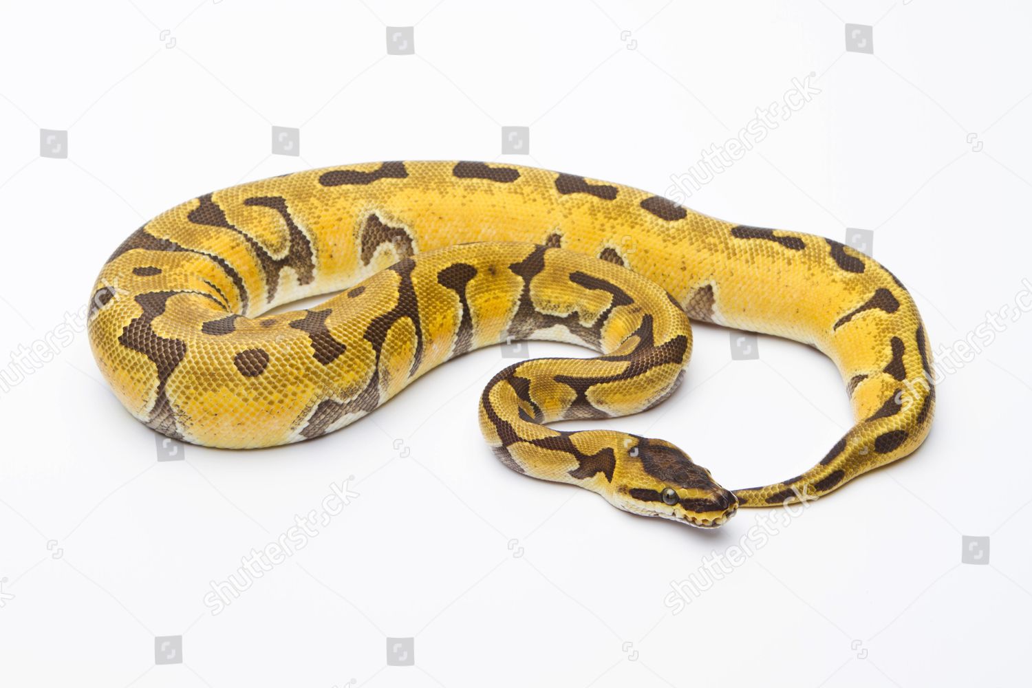 Royal Python Python Regius Super Enchi Editorial Stock Photo - Stock ...