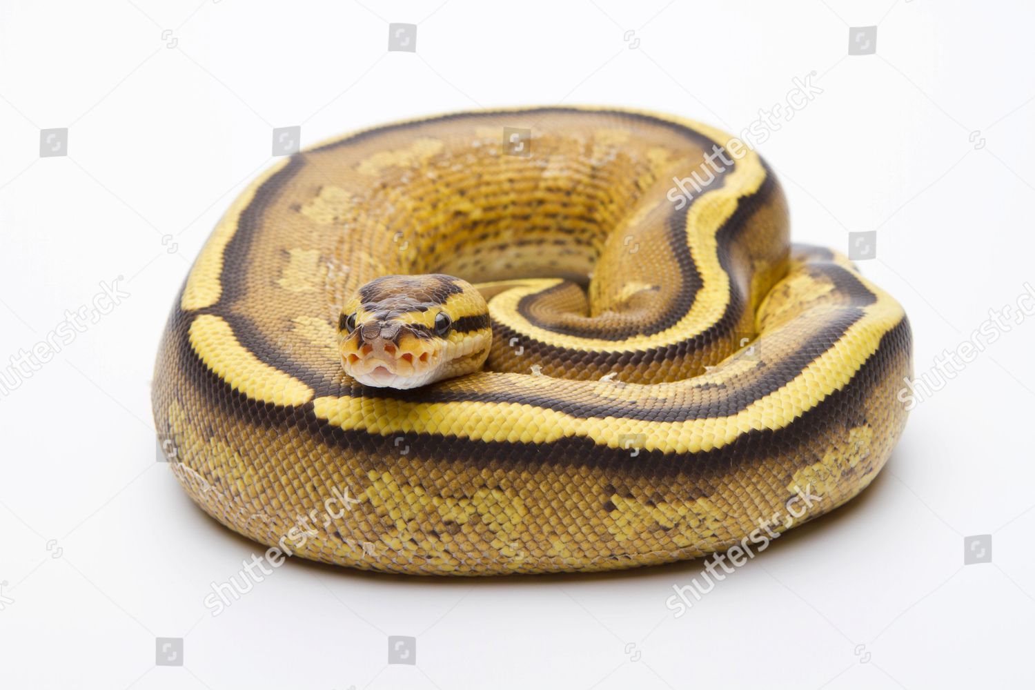 Royal Python Python Regius Superstripe Male Editorial Stock Photo ...