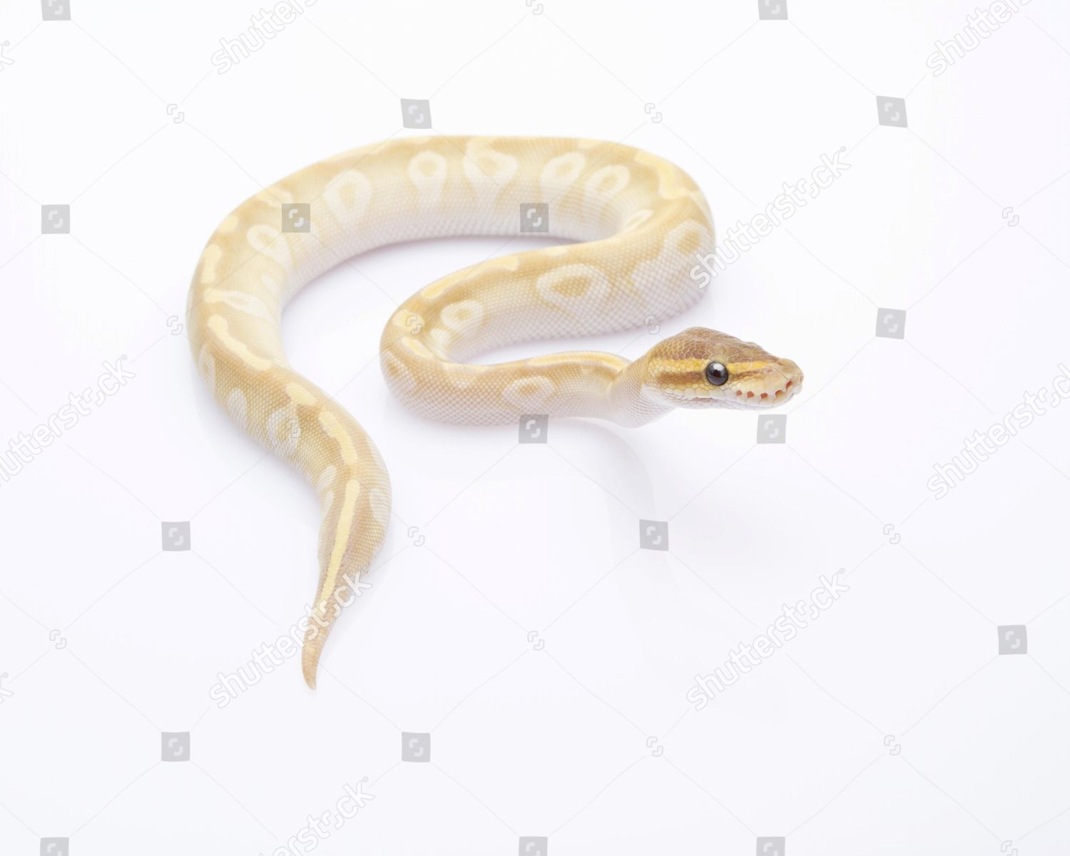 Royal Python Python Regius Editorial Stock Photo - Stock Image ...