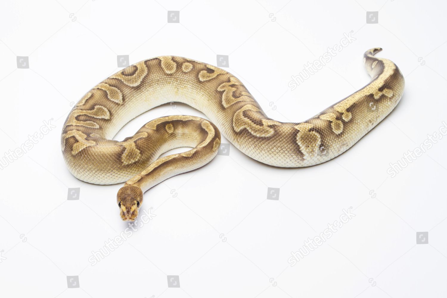 Royal Python Python Regius Champagne Male Editorial Stock Photo - Stock ...