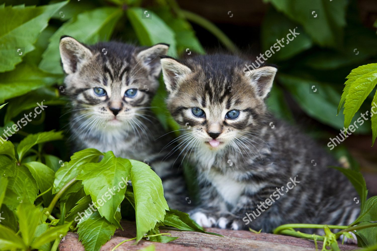 Two Grey Tabby Domestic Cats Kittens Editorial Stock Photo - Stock ...