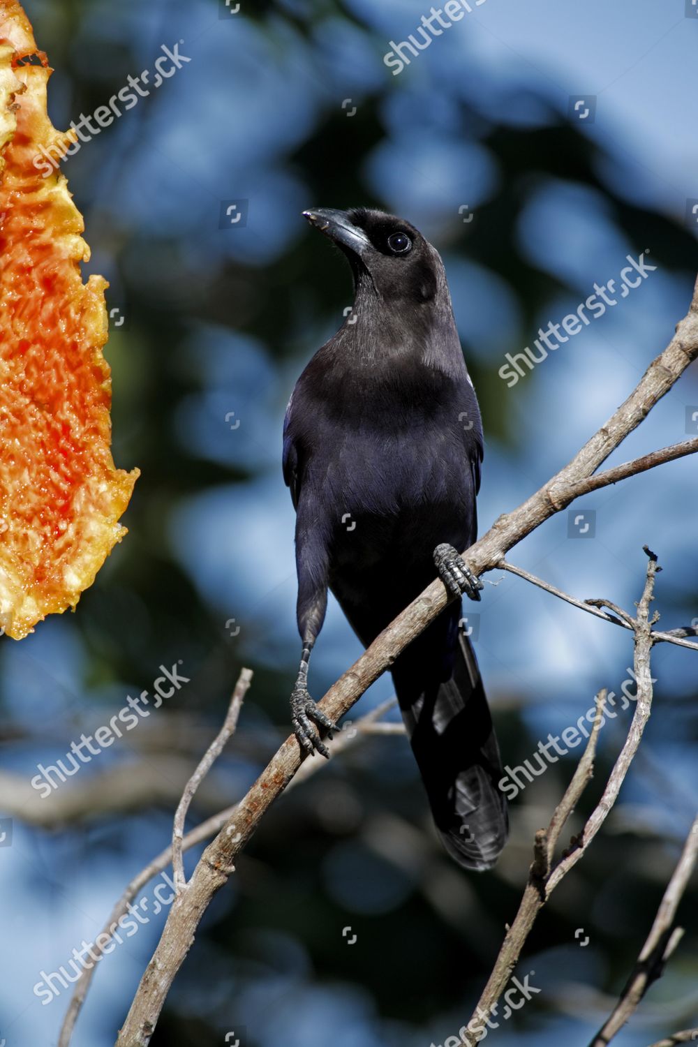 Purplish Jay Cyanocorax Cyanomelas Adult Feeding Editorial Stock Photo ...
