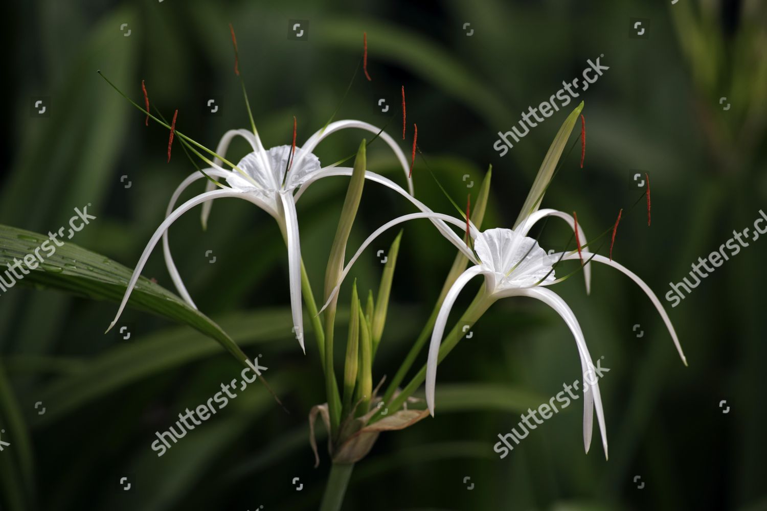Spiderlily Hymenocallis Occidentalis Flowering Singapore Southeast ...