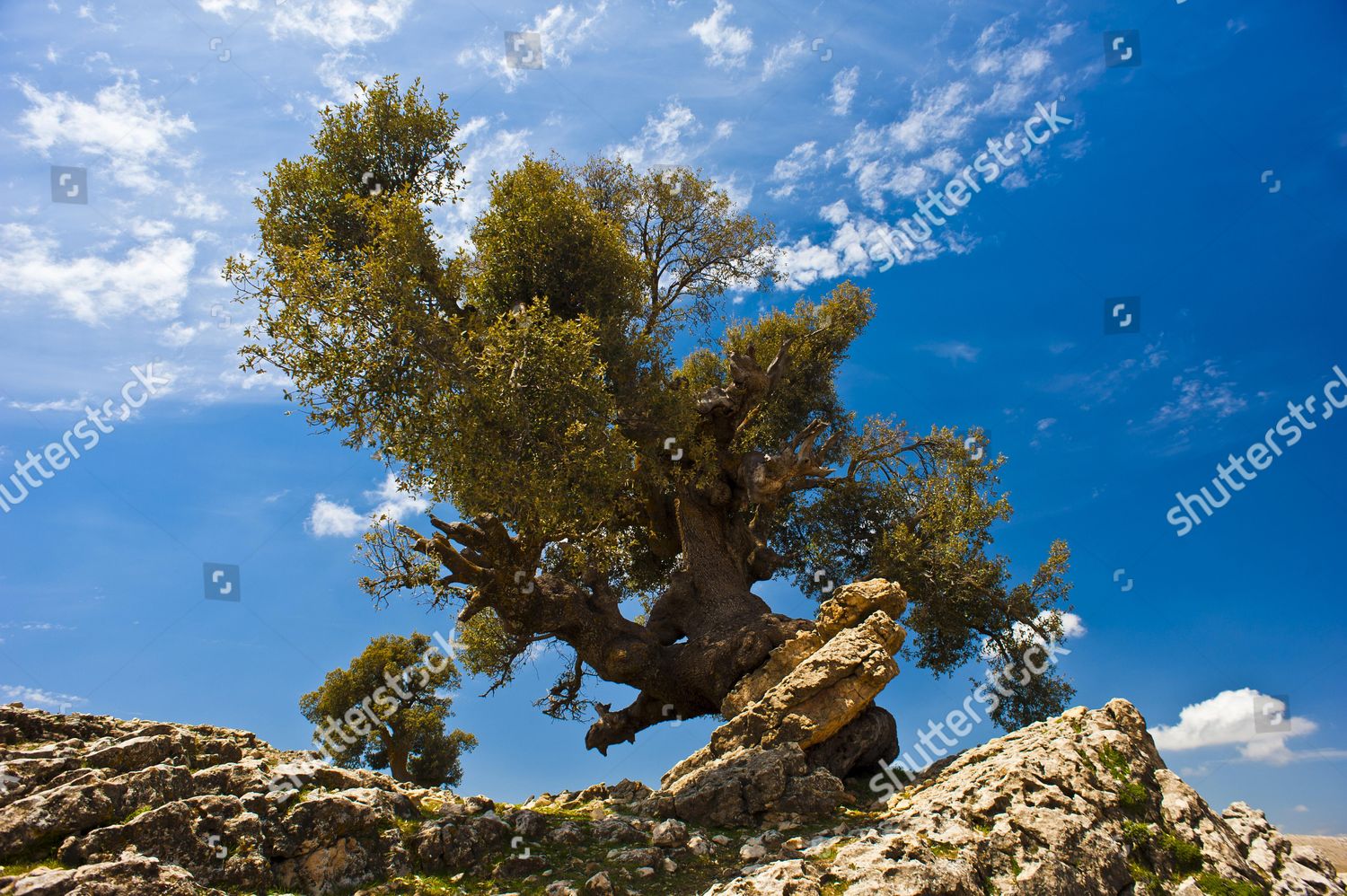 Rustic Stone Oak Quercus Ilex Growing Editorial Stock Photo - Stock ...