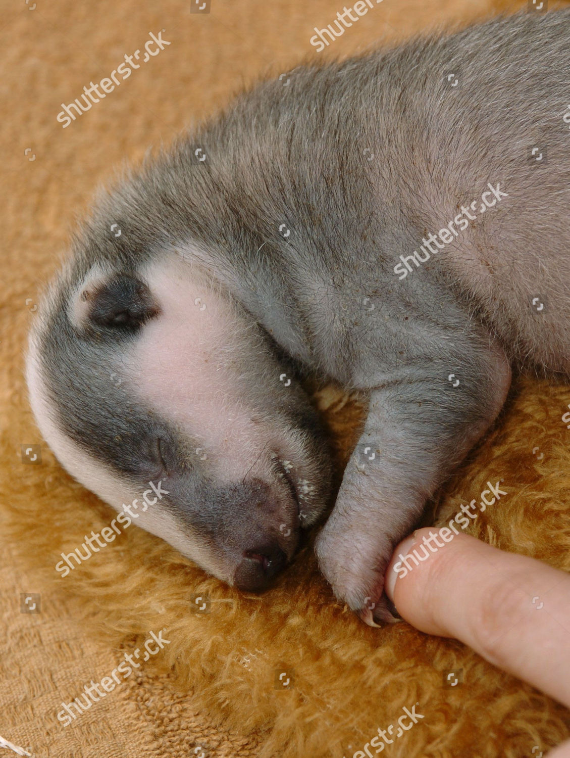 Badger Cub Rescued Jaws Terrier Which Editorial Stock Photo - Stock ...