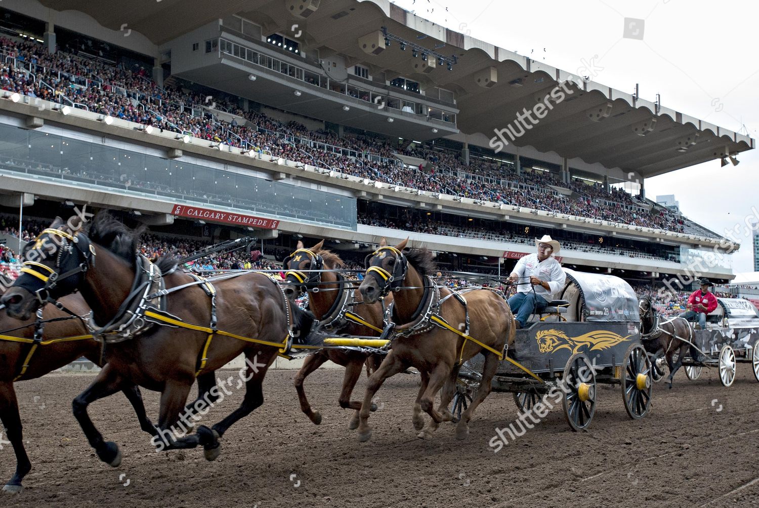 Drivers Race Their Wagons During Chuckwagon Editorial Stock Photo ...