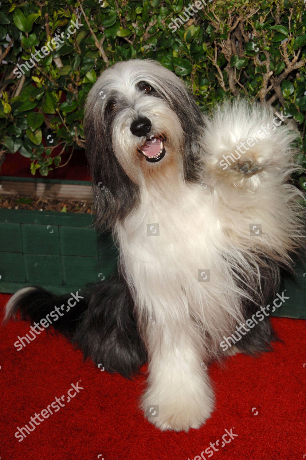 Coal Dog Editorial Stock Photo - Stock Image | Shutterstock