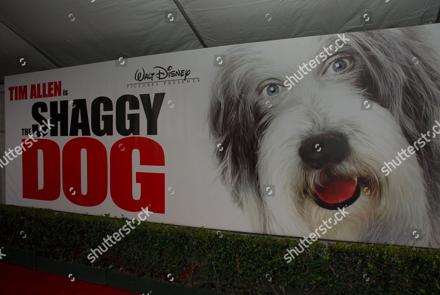 Shaggy Dog Poster Editorial Stock Photo - Stock Image | Shutterstock