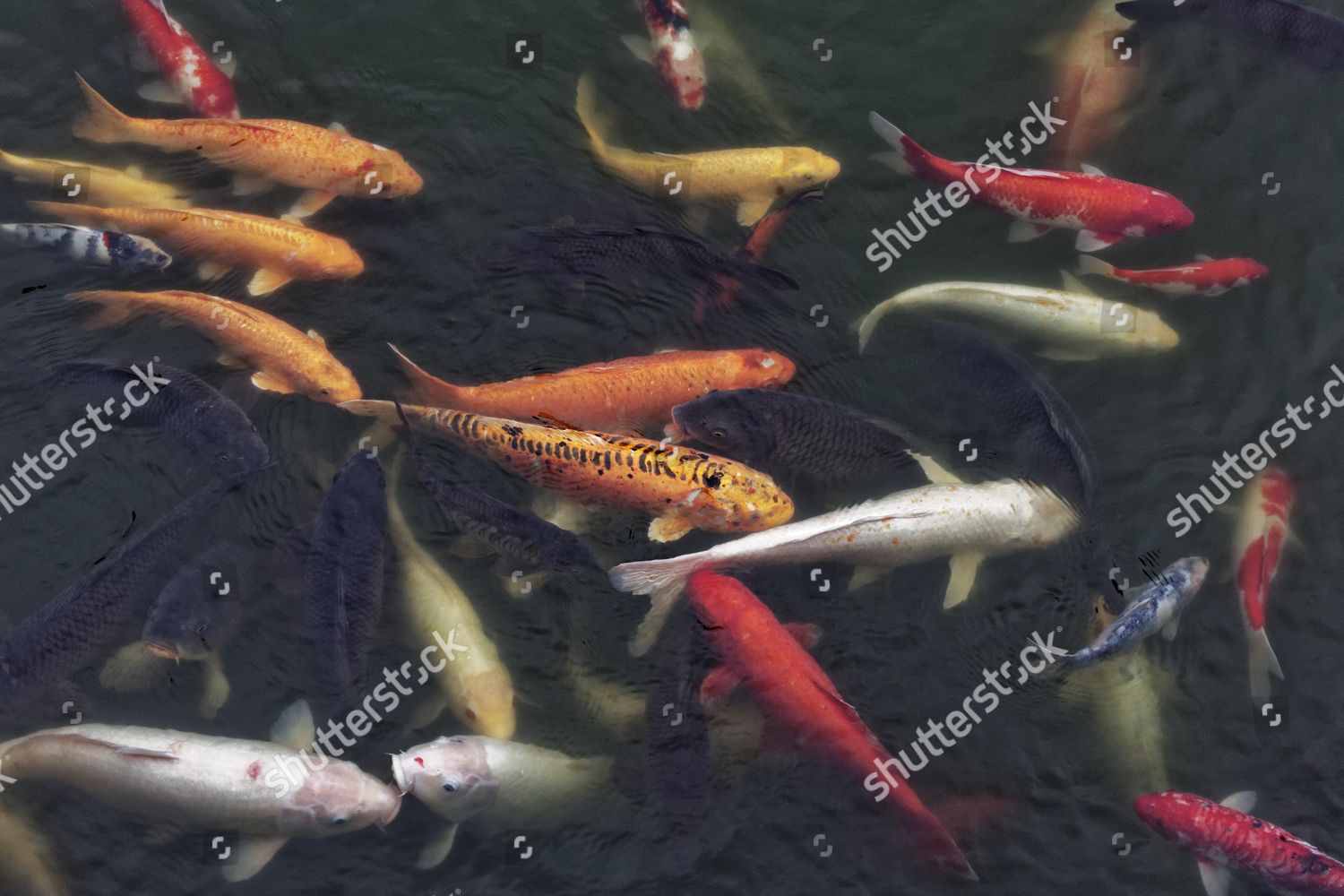 Koi Pond Grown Carp Many Different Editorial Stock Photo - Stock Image ...