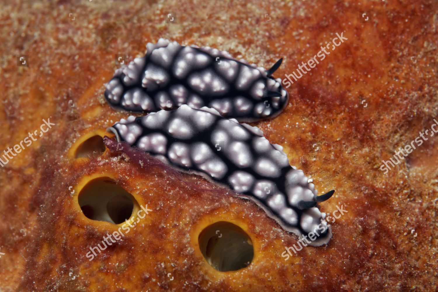 Two Pustulose Wart Slugs Phyllidiella Pustular Editorial Stock Photo ...