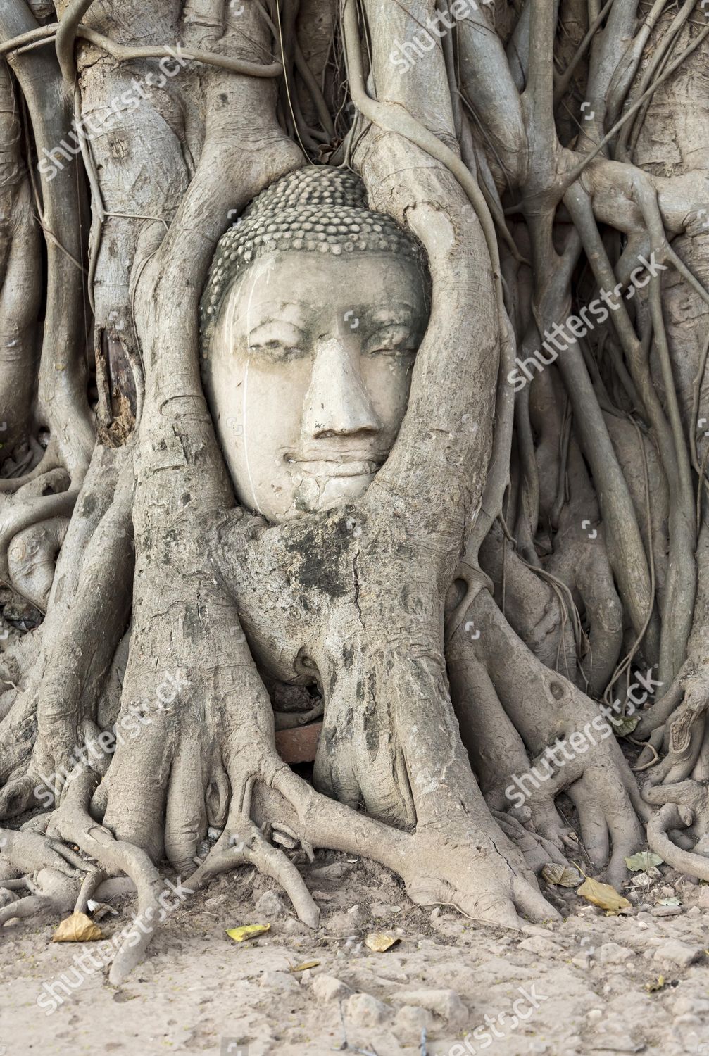 Buddha Head Statue Bodhi Tree Ficus Editorial Stock Photo - Stock Image ...