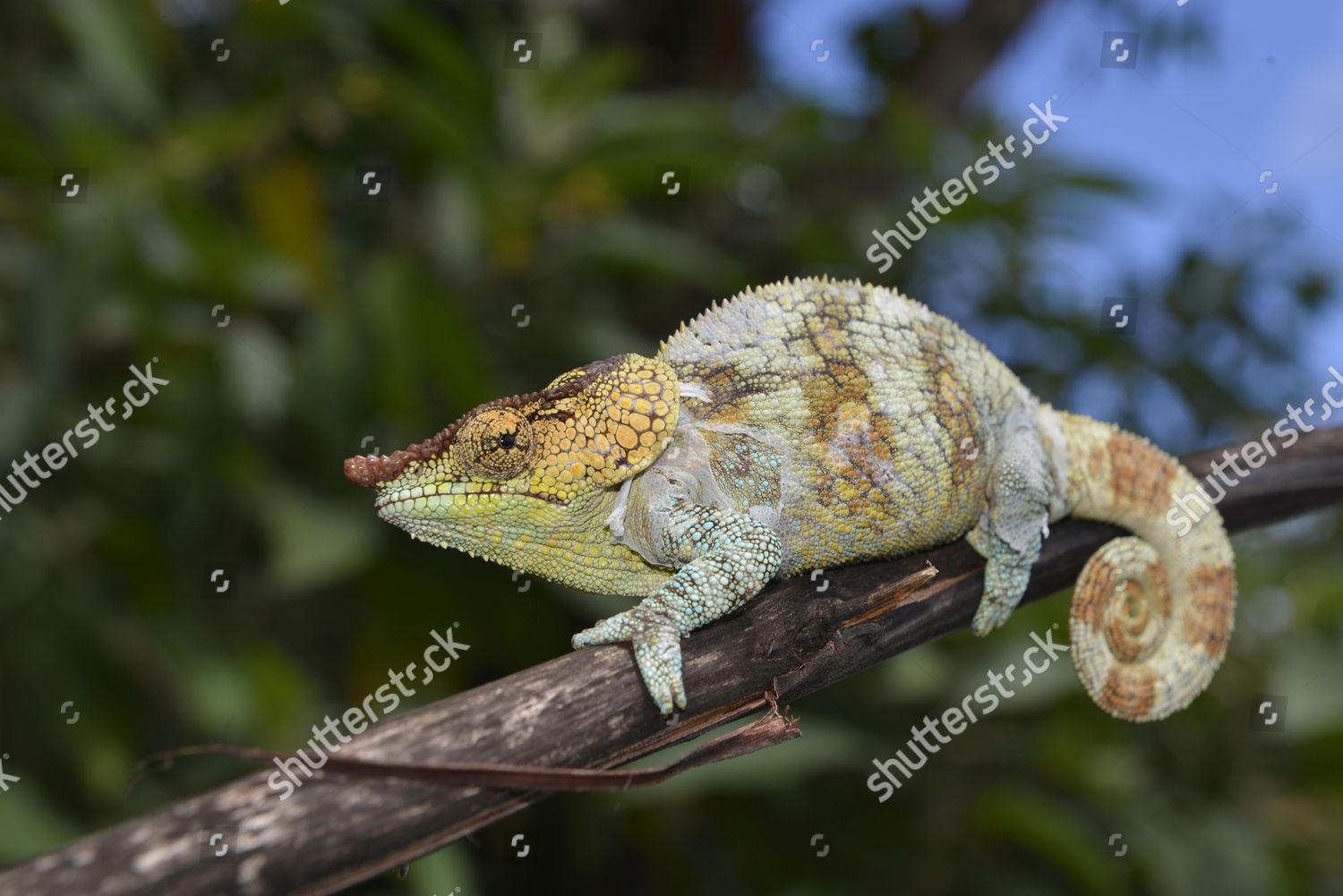 Male Cryptic Chameleon Calumma Crypticum Rainforest Editorial Stock ...