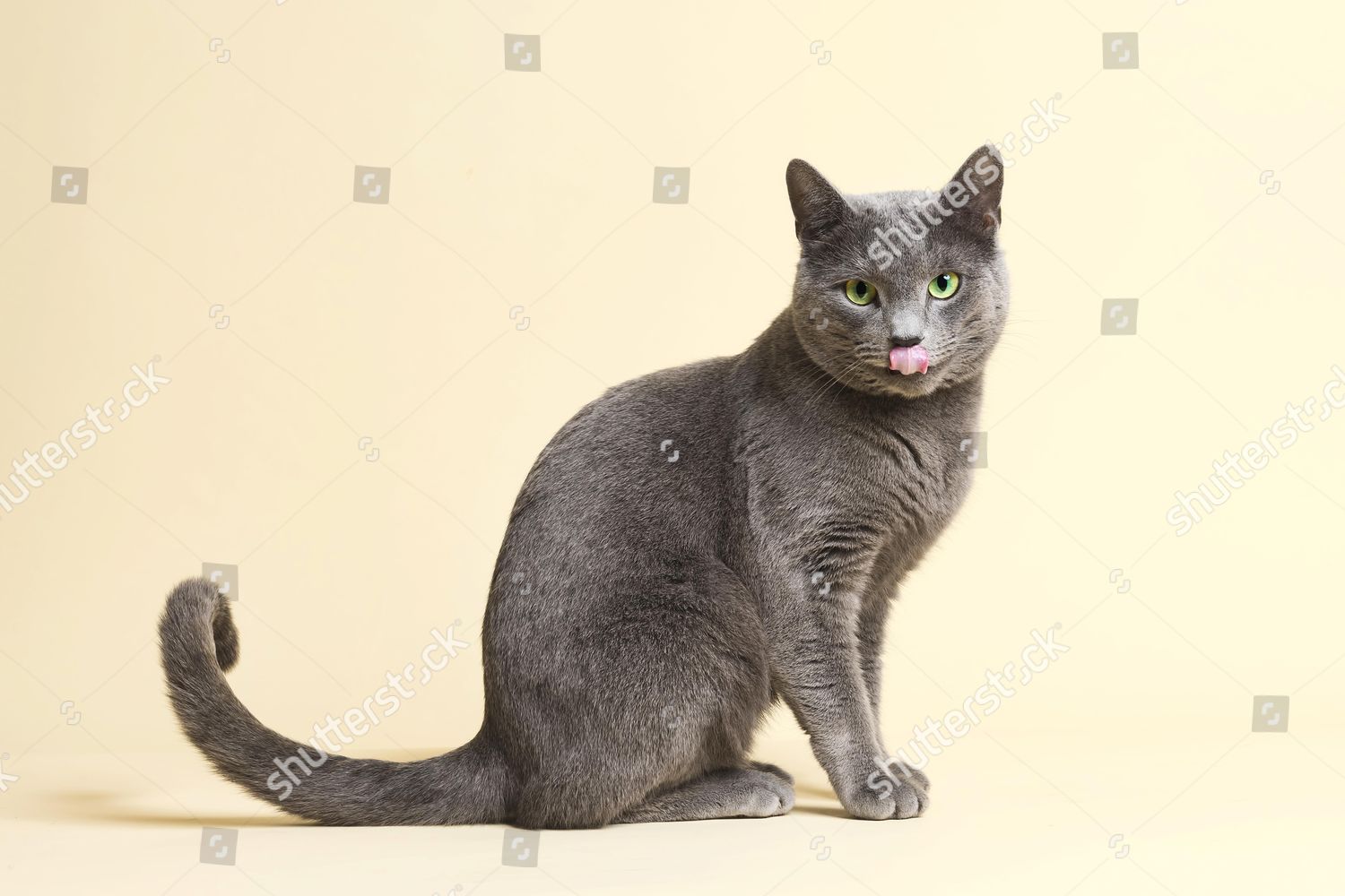 Purebred Cat Russian Blue Male Cat Editorial Stock Photo - Stock Image ...
