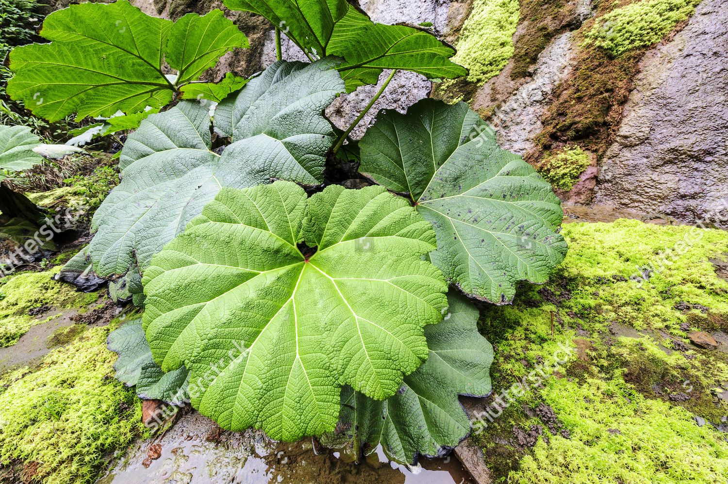 Giant Rhubarb Gunnera Manicate Tropical Vegetation Editorial Stock ...