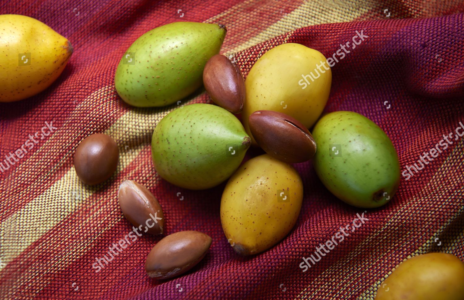 Fresh Argan Fruits Argan Nuts Argania Editorial Stock Photo - Stock ...