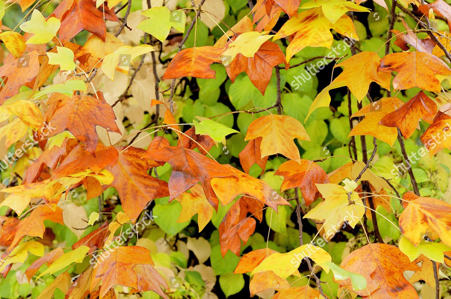 Tulip Tree Liriodendron Tulipifera Autumn Colours Editorial Stock Photo ...