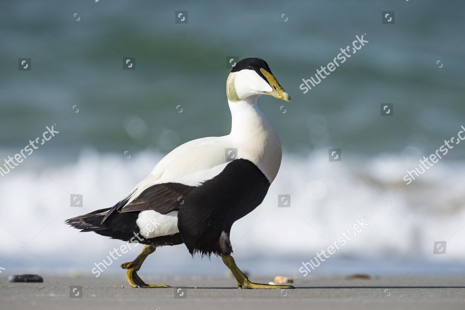 Common Eider Somateria Mollissima Drake North Editorial Stock Photo ...