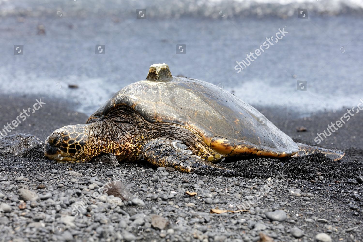 Green Sea Turtle Chelonia Mydas Gps Editorial Stock Photo - Stock Image ...