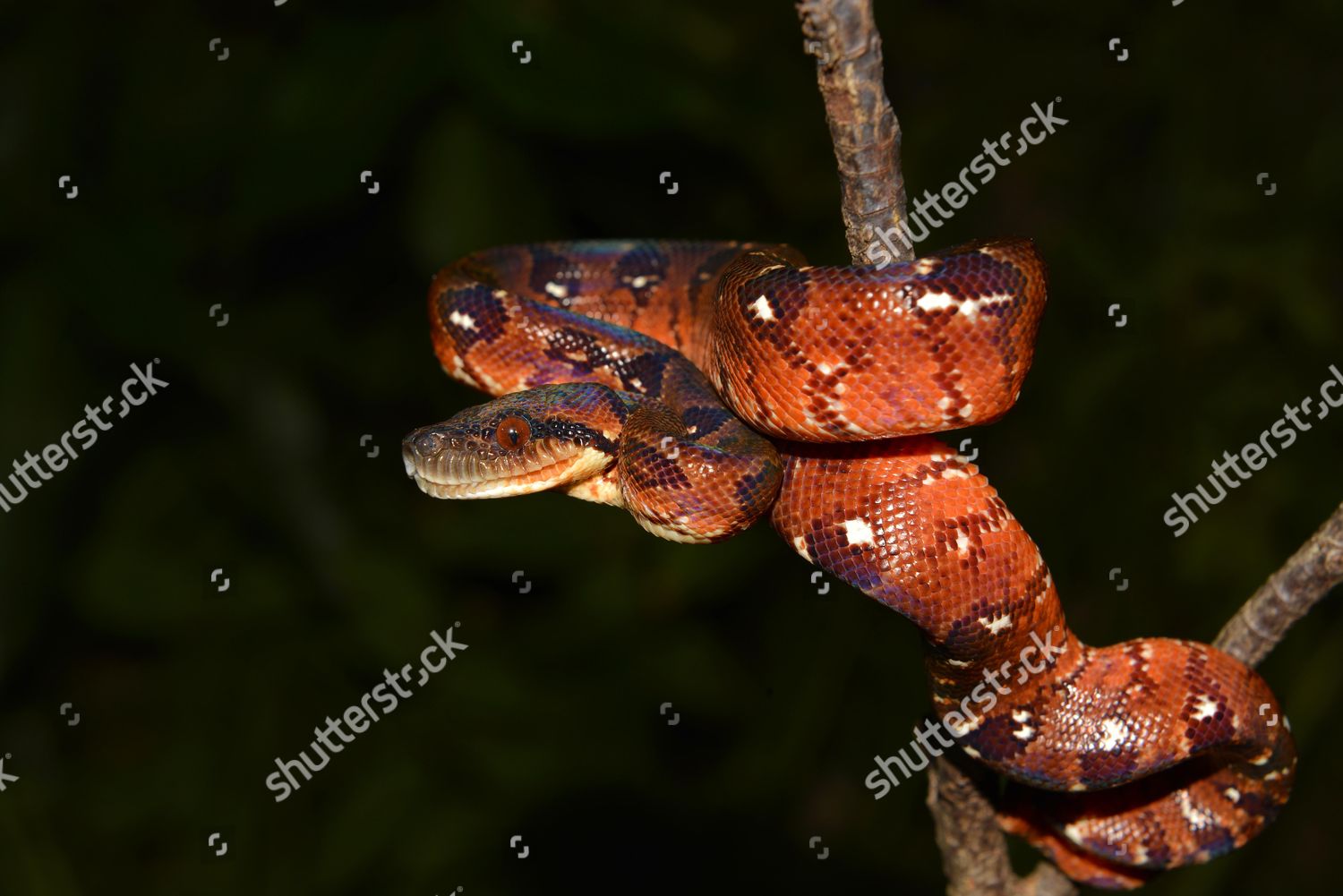 Madagascar Tree Boa Sanzinia Madagascariensis Rainforest Editorial ...