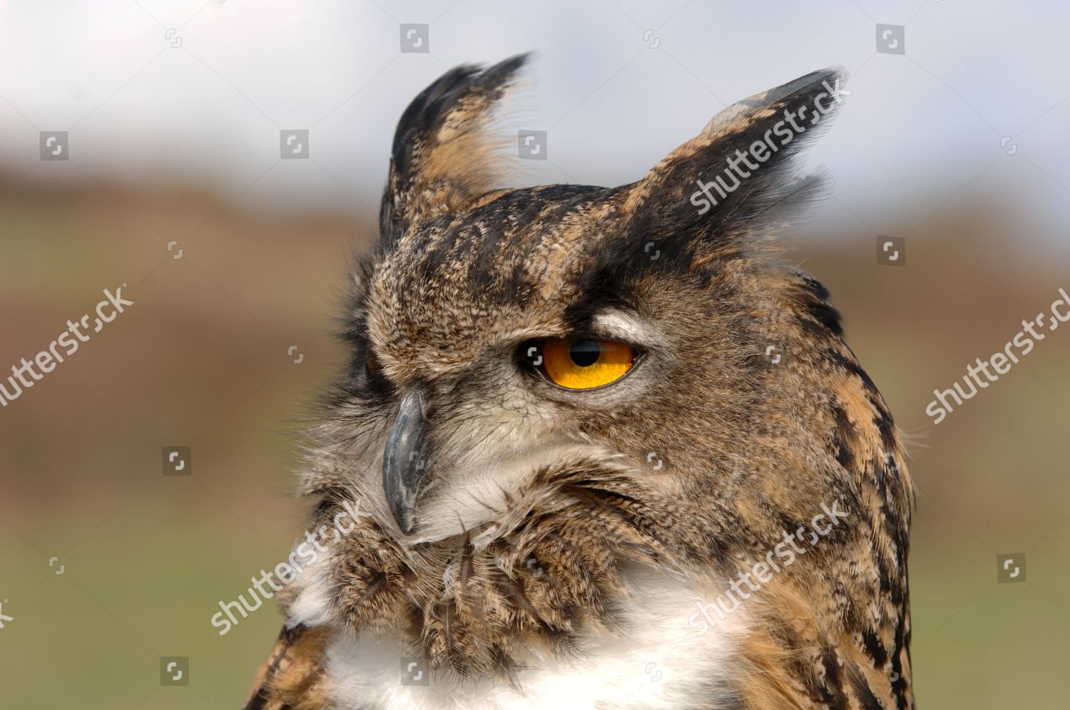 Russian Eagle Owl Editorial Stock Photo - Stock Image | Shutterstock