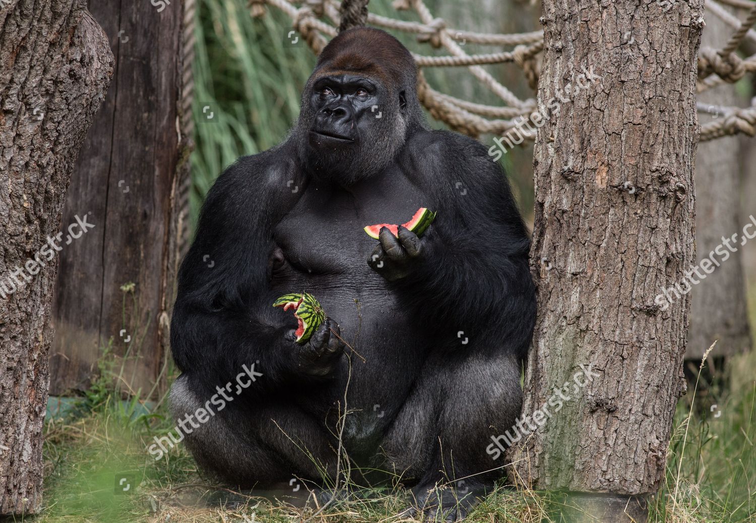 Western Lowland Gorilla Feeding On Watermelon Editorial Stock Photo ...