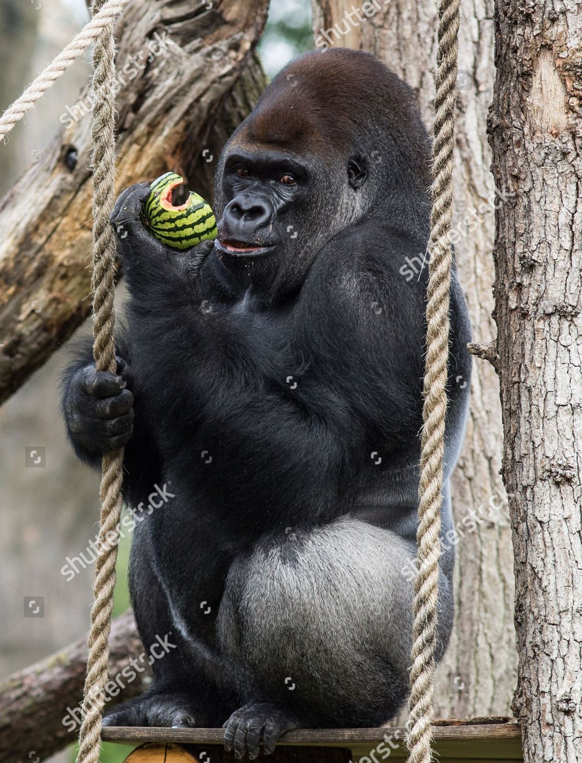 Western Lowland Gorilla Feeding On Watermelon Editorial Stock Photo ...