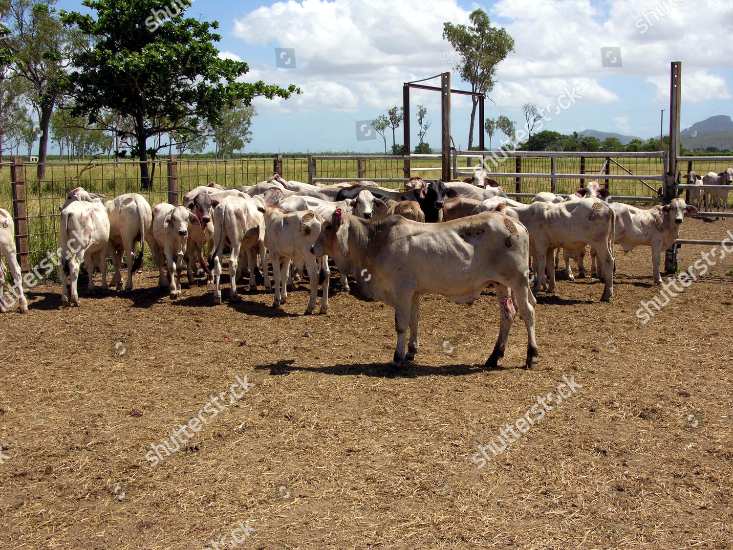 Ringers Australian Outback Go Crazy Over Editorial Stock Photo - Stock ...