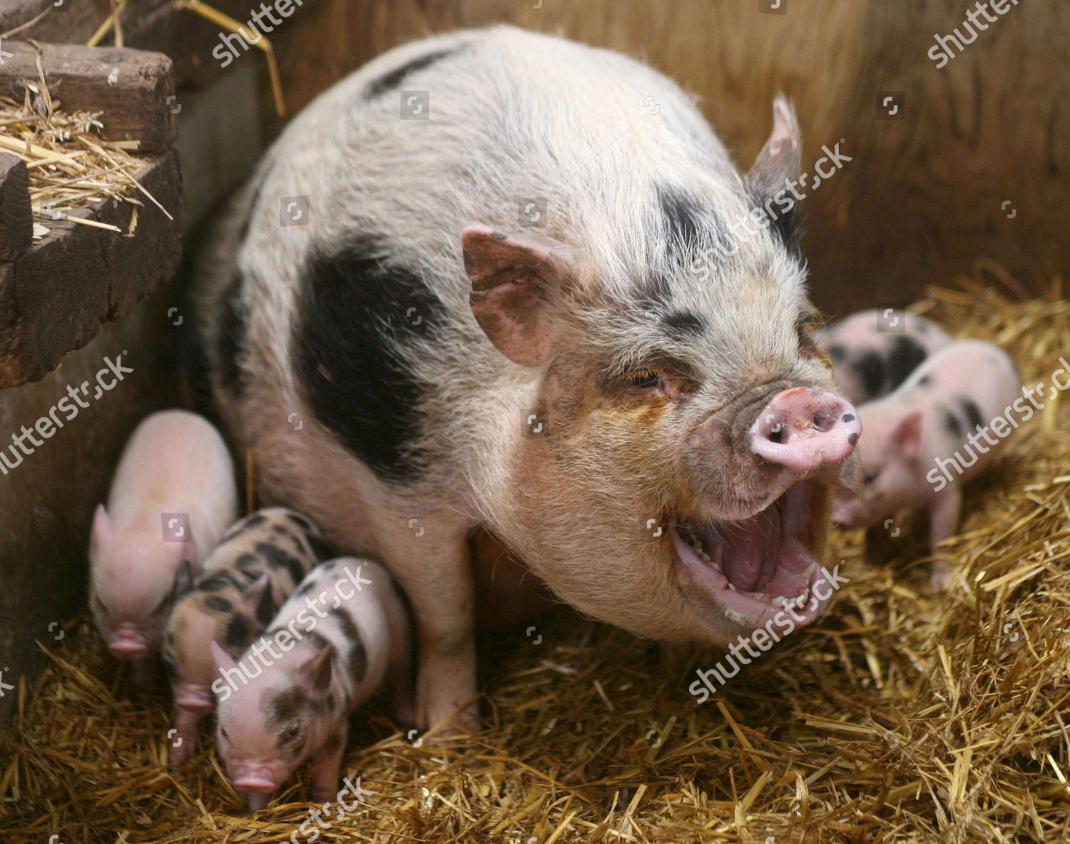 Unique Piglets Born Pennywell Farm Owner Editorial Stock Photo - Stock ...