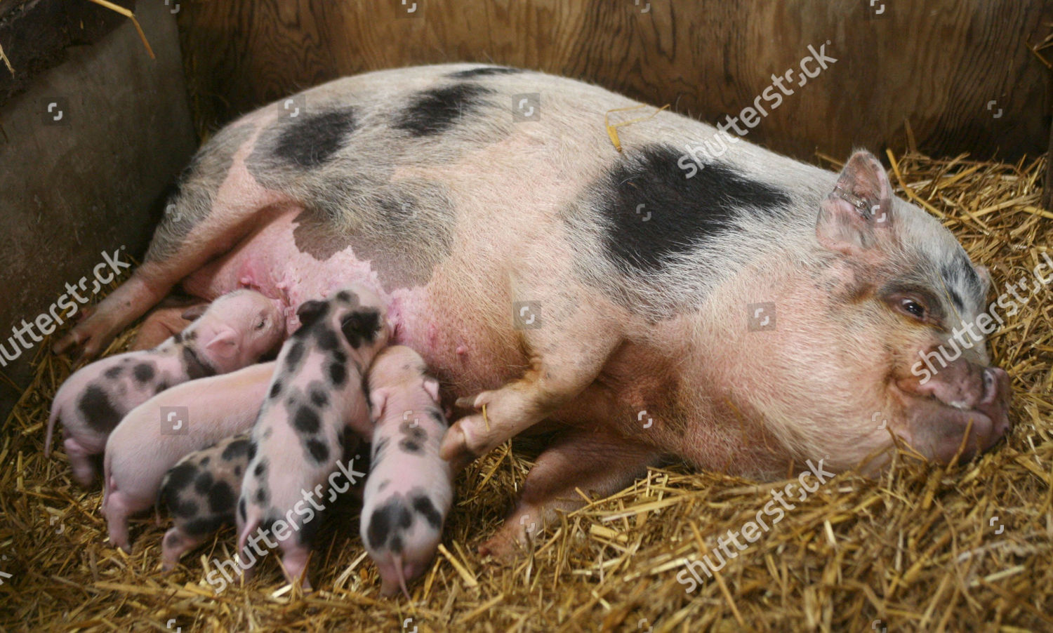 Unique Piglets Born Pennywell Farm Owner Editorial Stock Photo - Stock ...