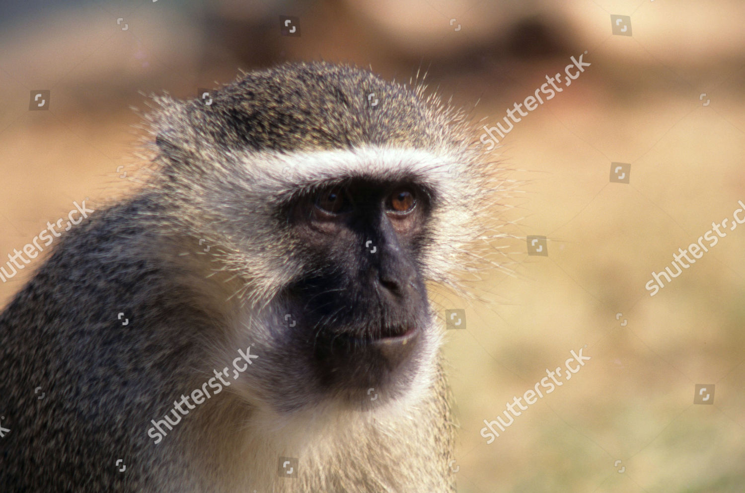 Female Vervet Monkey Cercopithecus Aethiops Save Editorial Stock Photo ...