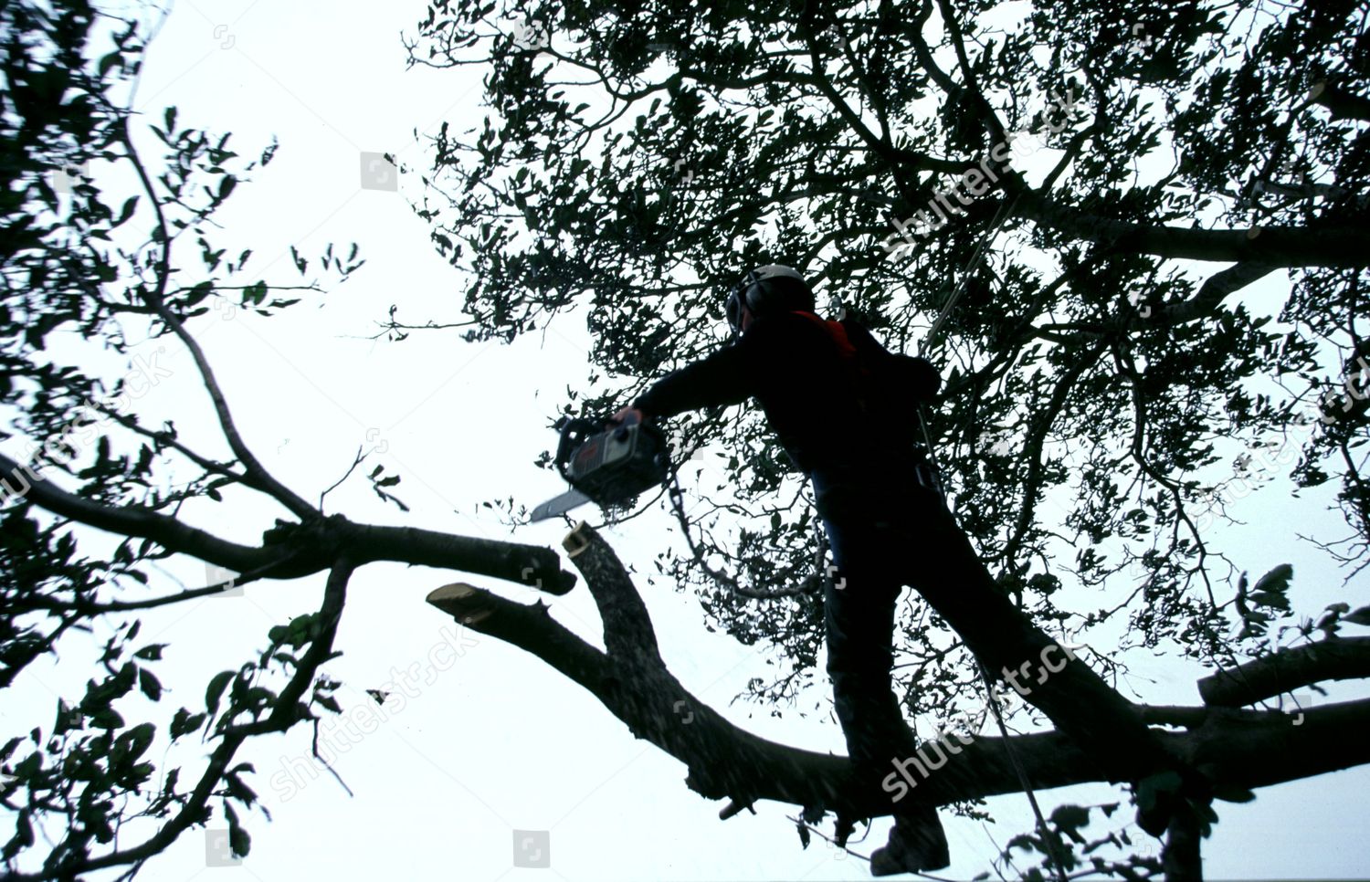 Tree Surgeon Cuts Branch Off Tree Editorial Stock Photo - Stock Image ...