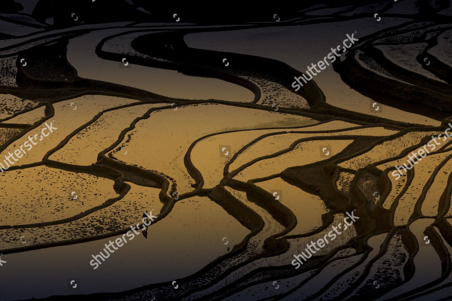 Rice Fields Editorial Stock Photo - Stock Image | Shutterstock