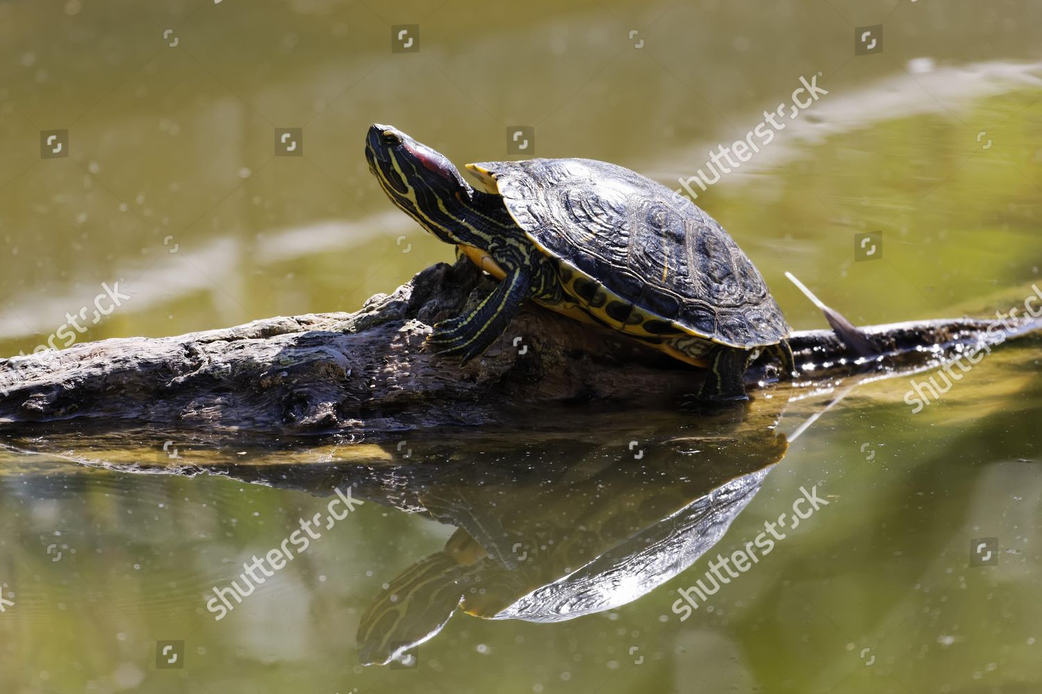 Redeared Slider Turtle Pseudemys Scripta Elegans Editorial Stock Photo ...