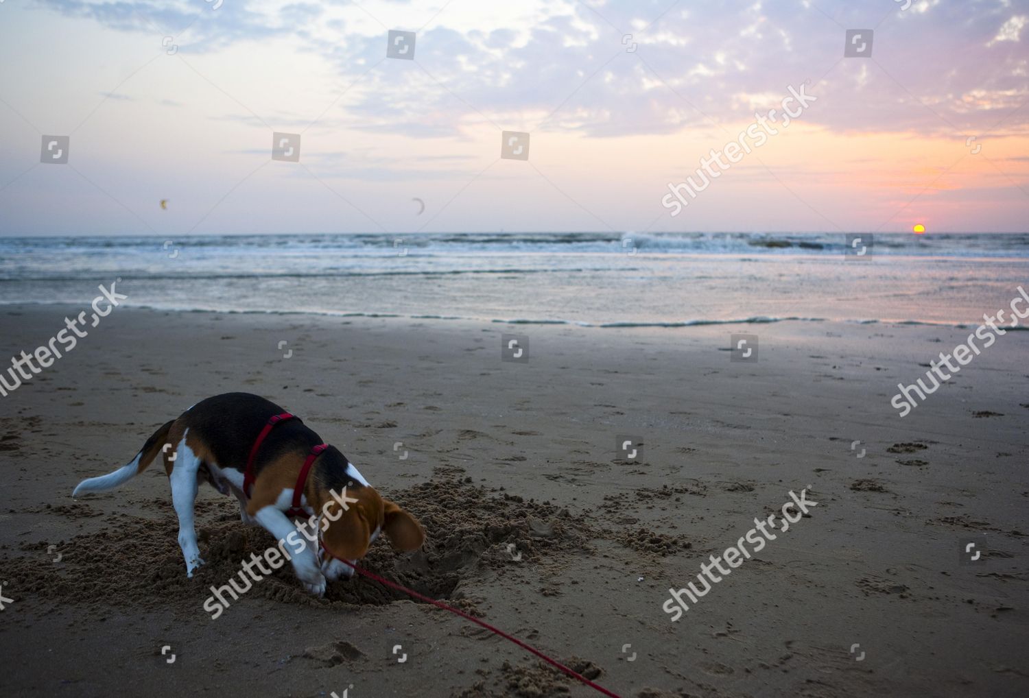 Tricolour Male Beagle Puppy Digging Hole Editorial Stock Photo - Stock ...