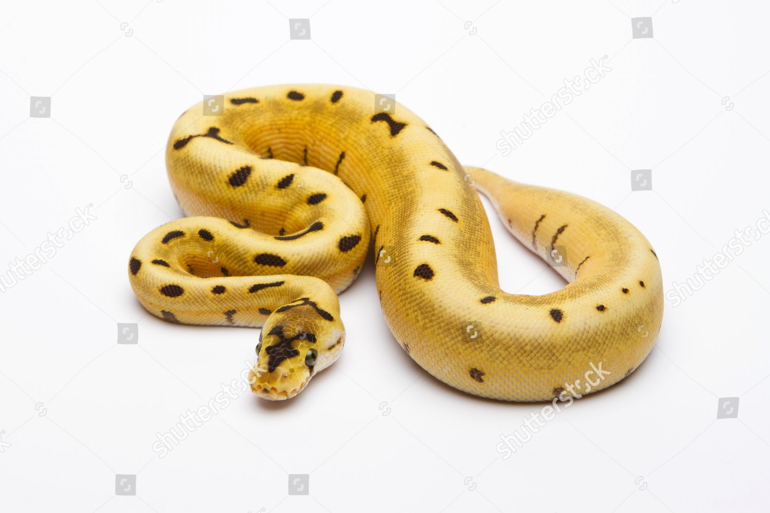 Royal Python Python Regius Tiger Spider Editorial Stock Photo - Stock ...