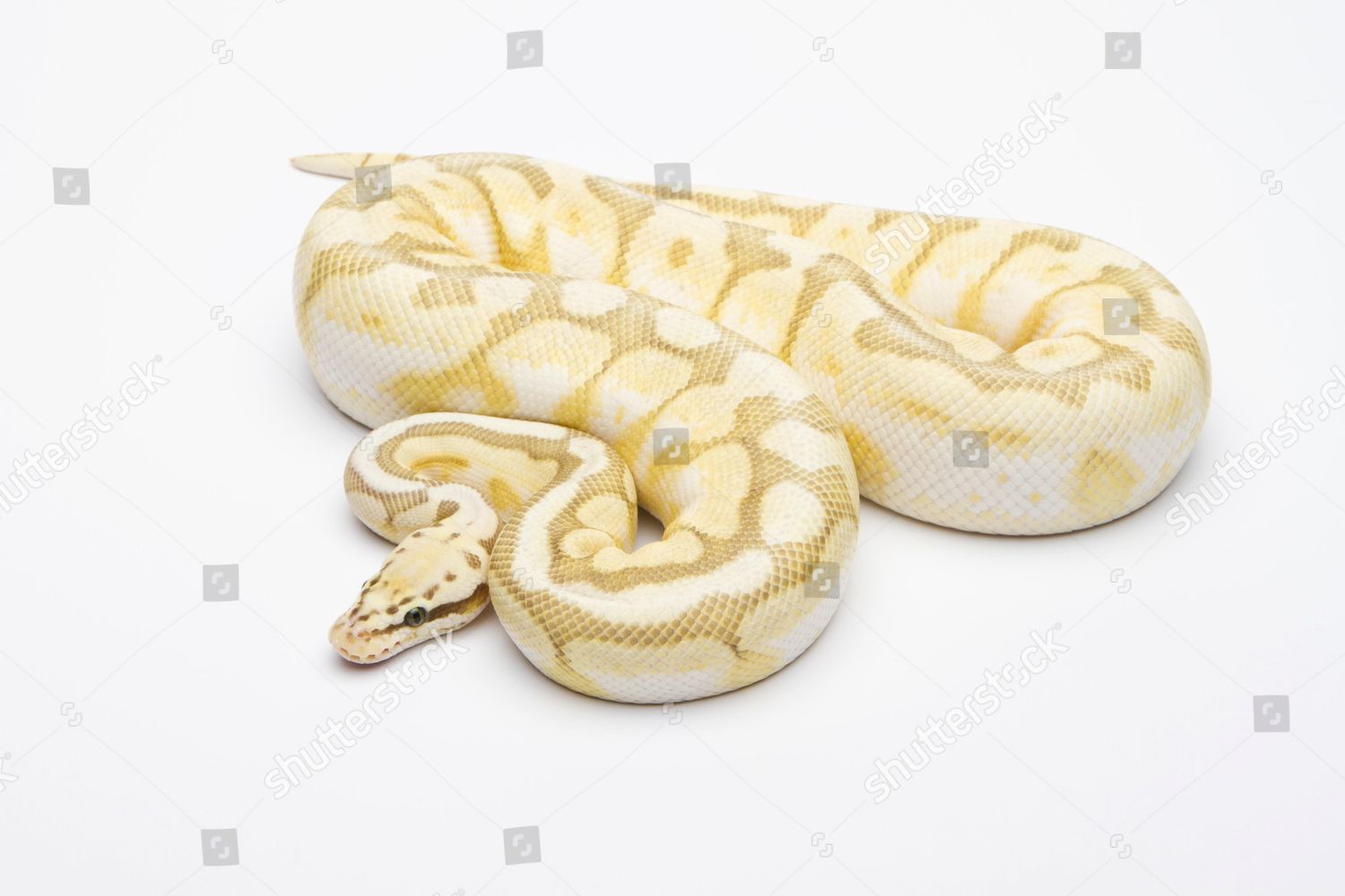 Royal Python Python Regius Killer Bee Editorial Stock Photo - Stock Image | Shutterstock