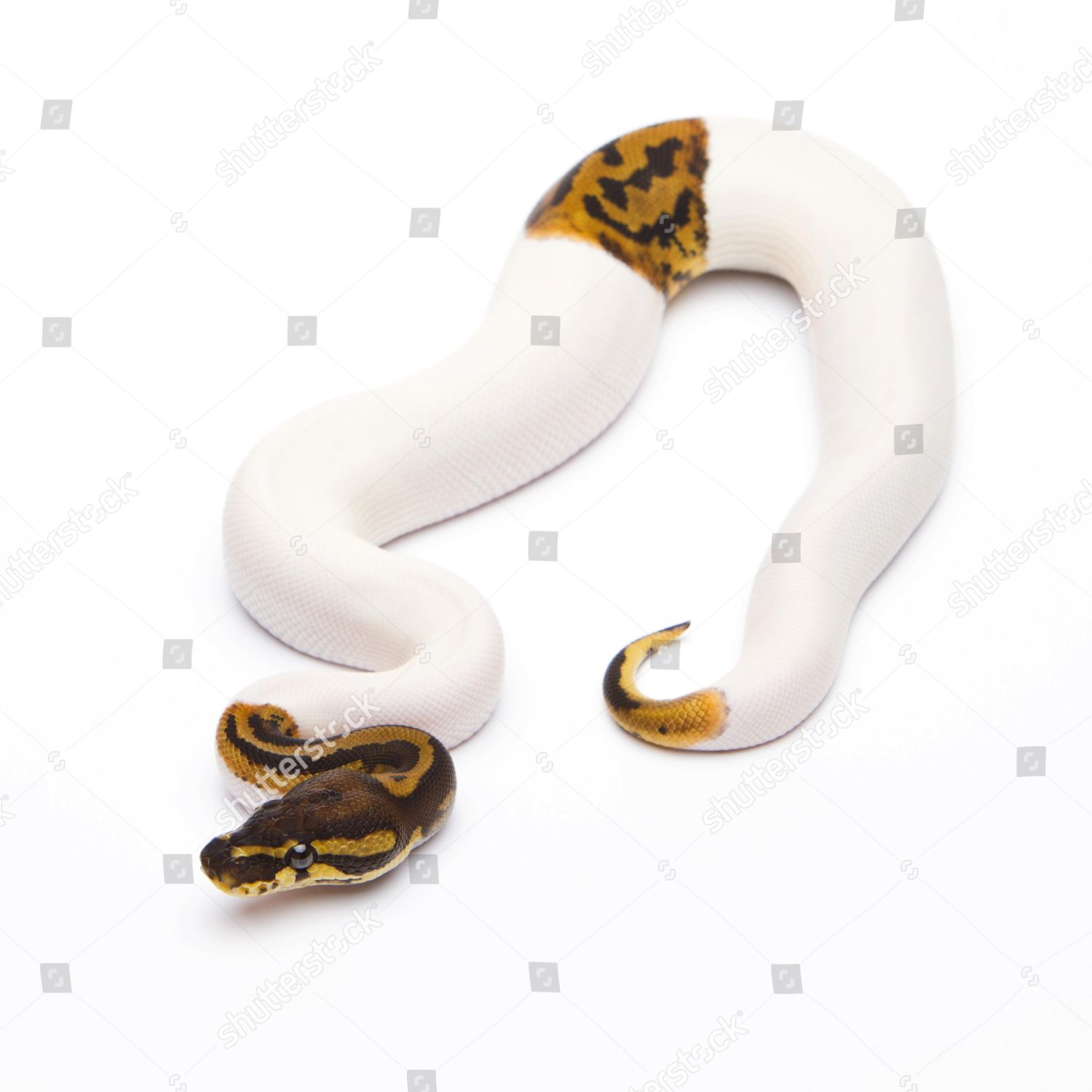 Royal Python Python Regius Leopard Piebald Editorial Stock Photo ...