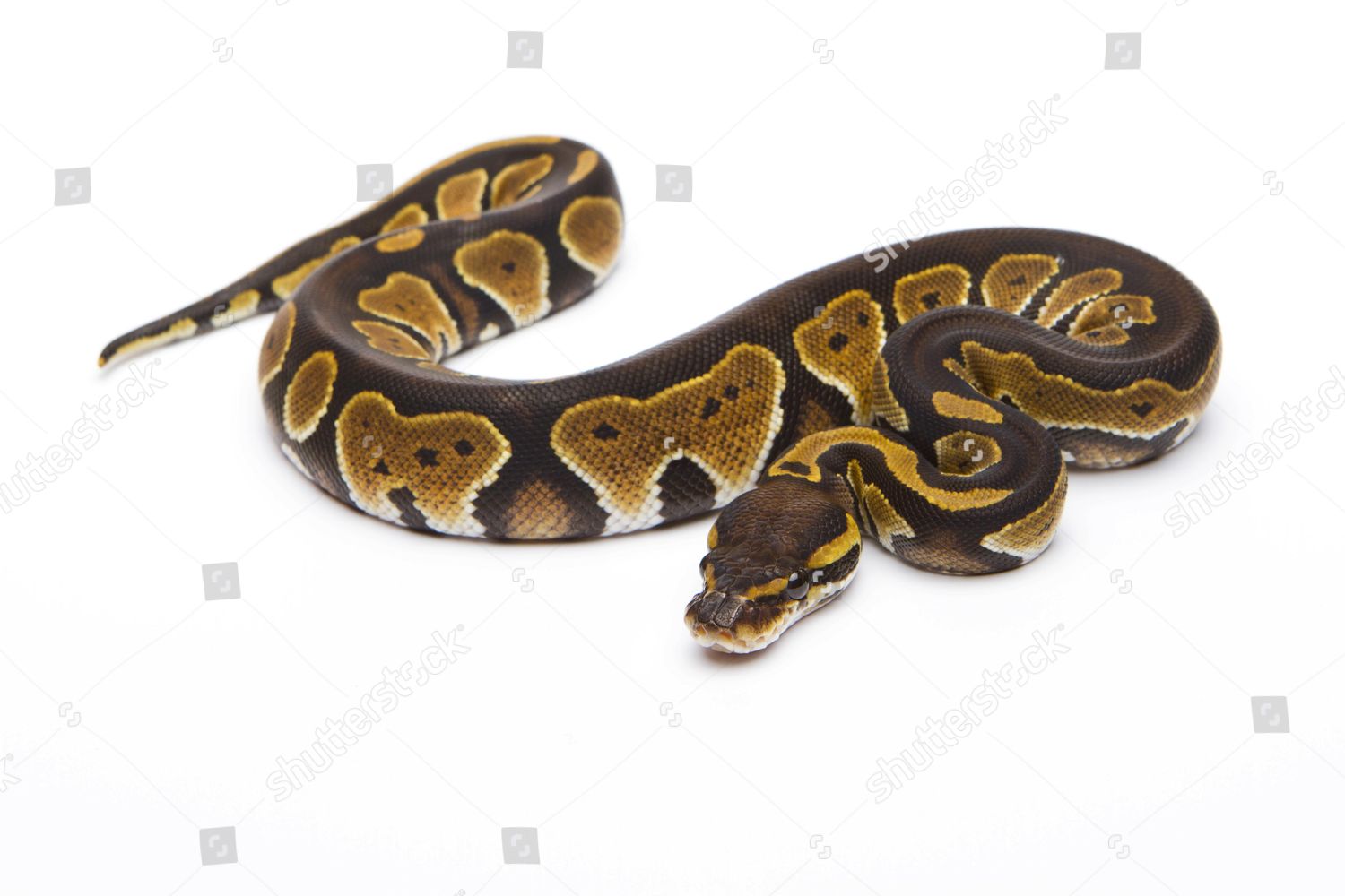 Royal Python Python Regius Black Head Editorial Stock Photo - Stock ...