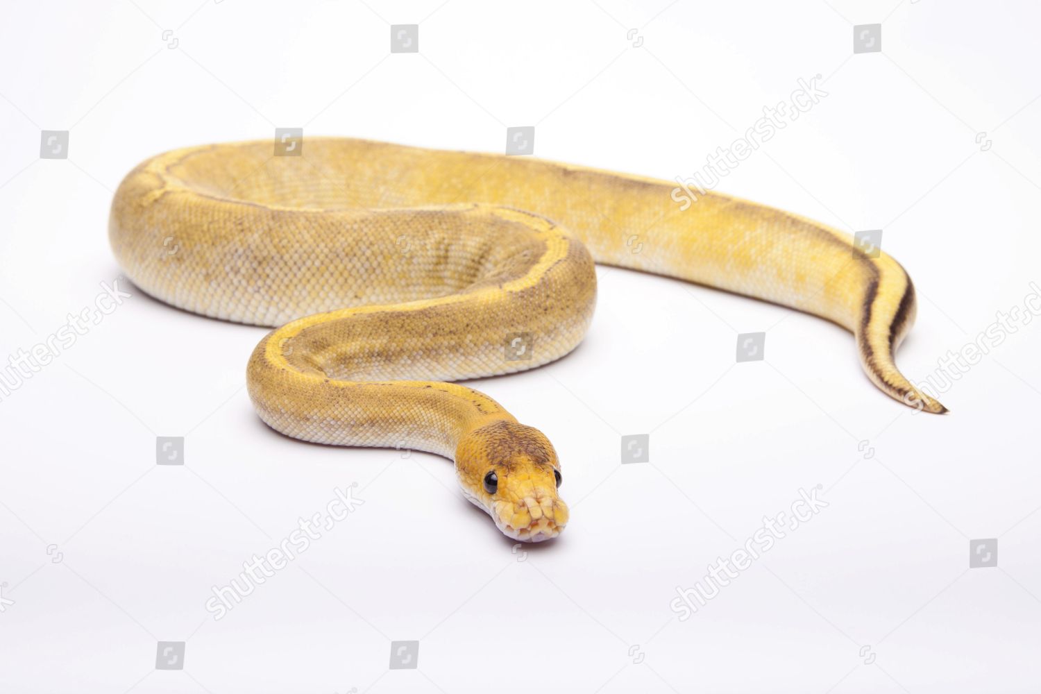 Royal Python Python Regius Champagne Calico Editorial Stock Photo ...