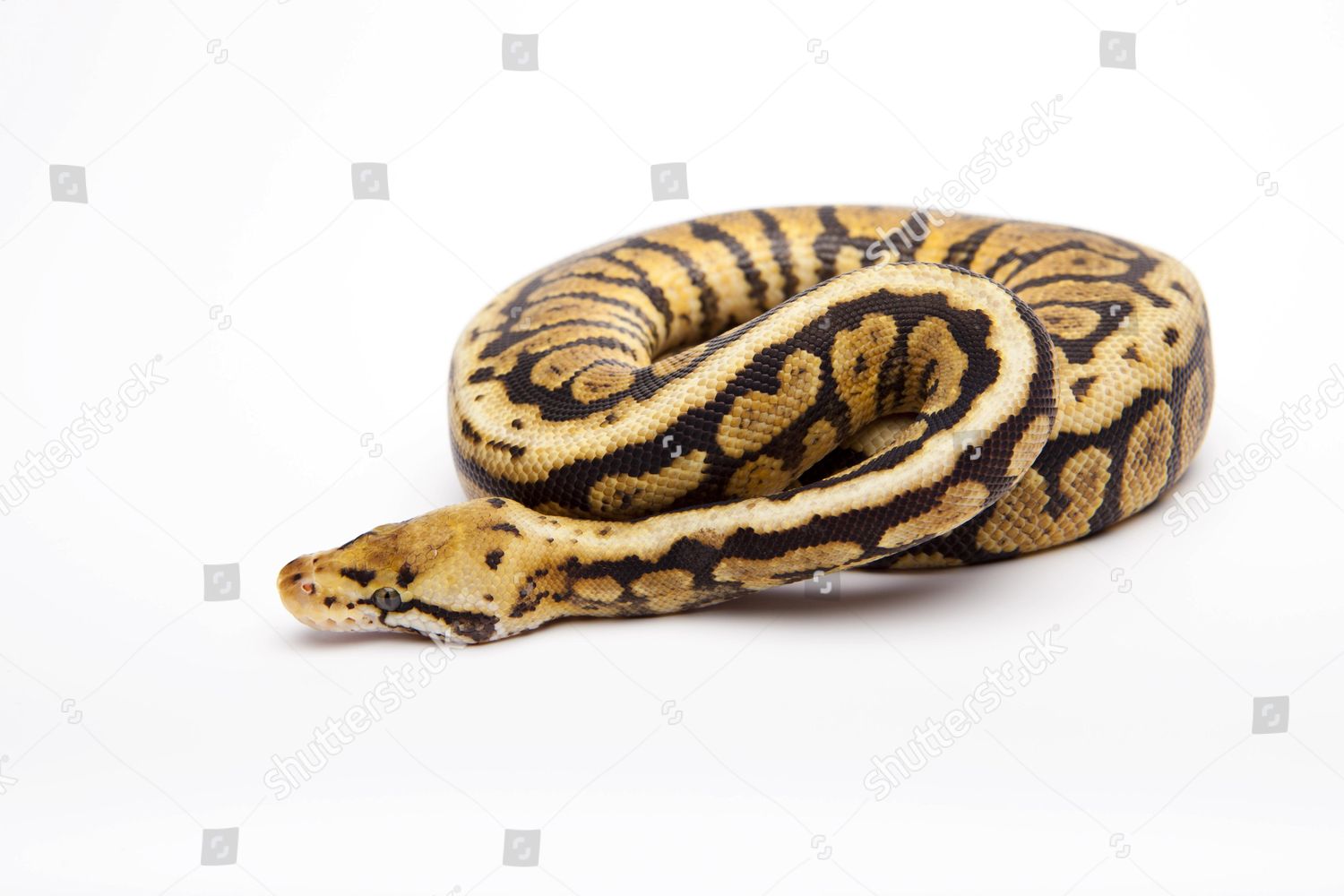 Royal Python Python Regius Powerball Male Editorial Stock Photo - Stock ...