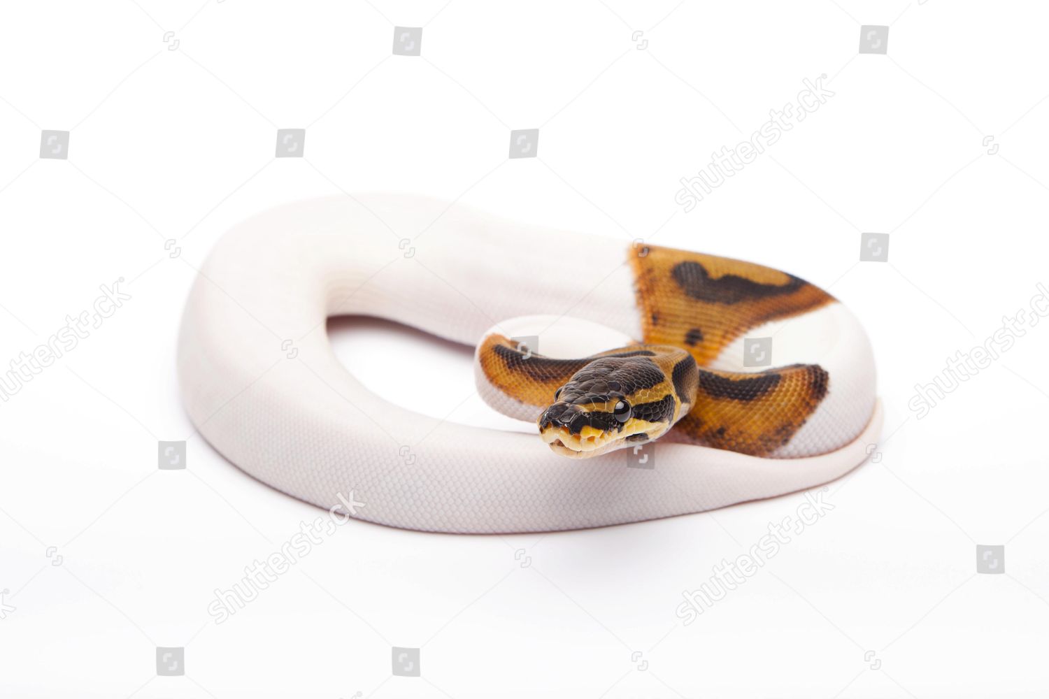 Royal Python Python Regius Willi Obermayer Editorial Stock Photo ...
