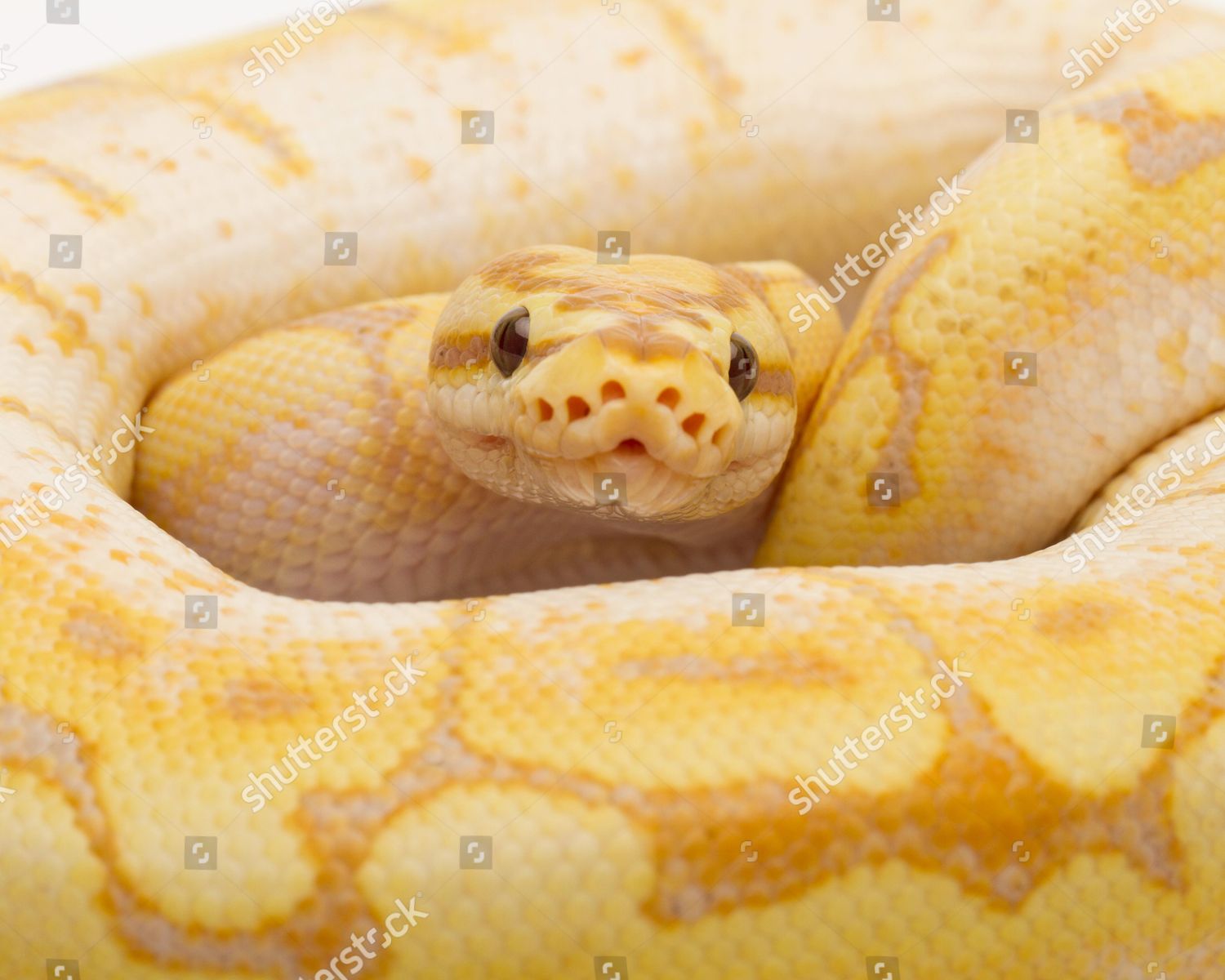 Royal Python Python Regius Spider Cg Editorial Stock Photo - Stock ...
