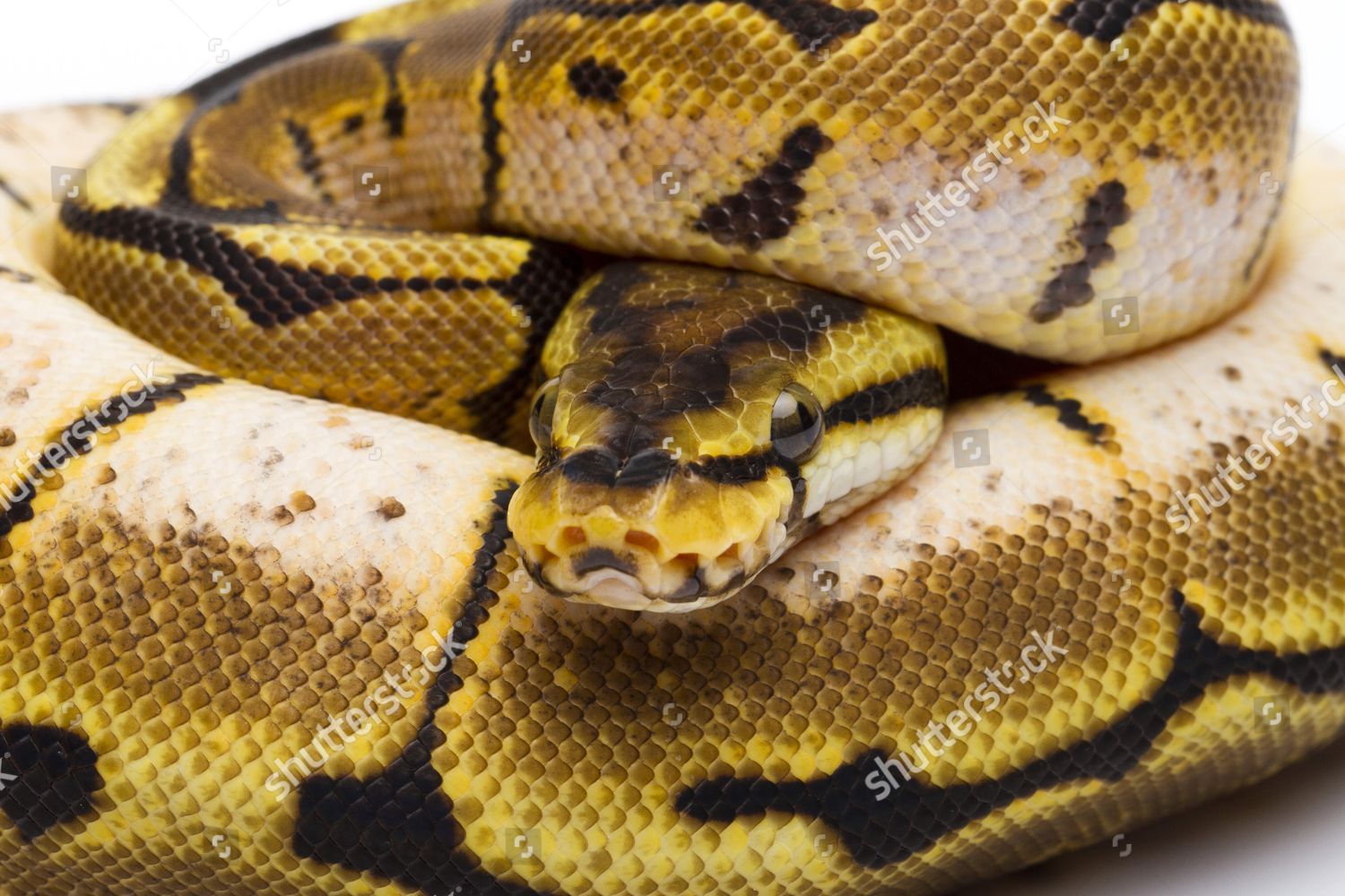 Royal Python Python Regius Spider Female Editorial Stock Photo - Stock ...