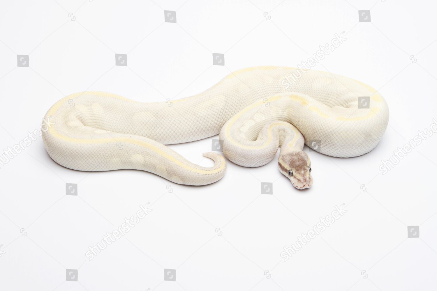 Royal Python Python Regius Opal Diamond Editorial Stock Photo - Stock ...
