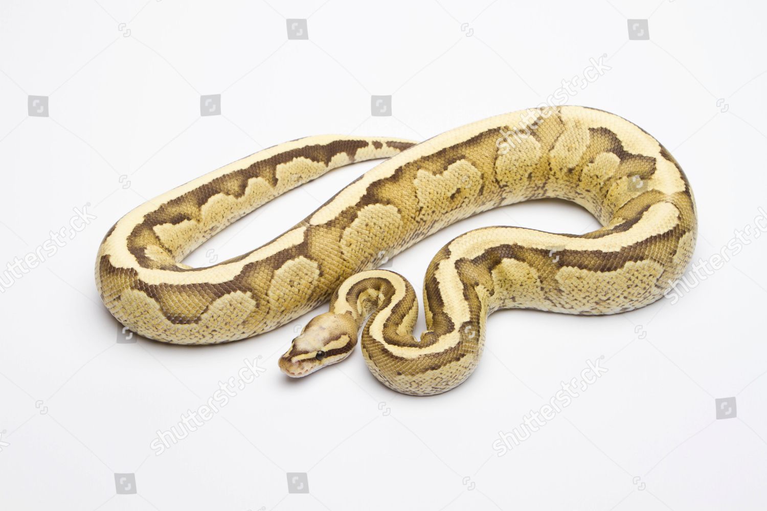 Royal Python Python Regius Vanilla Cream Editorial Stock Photo - Stock ...