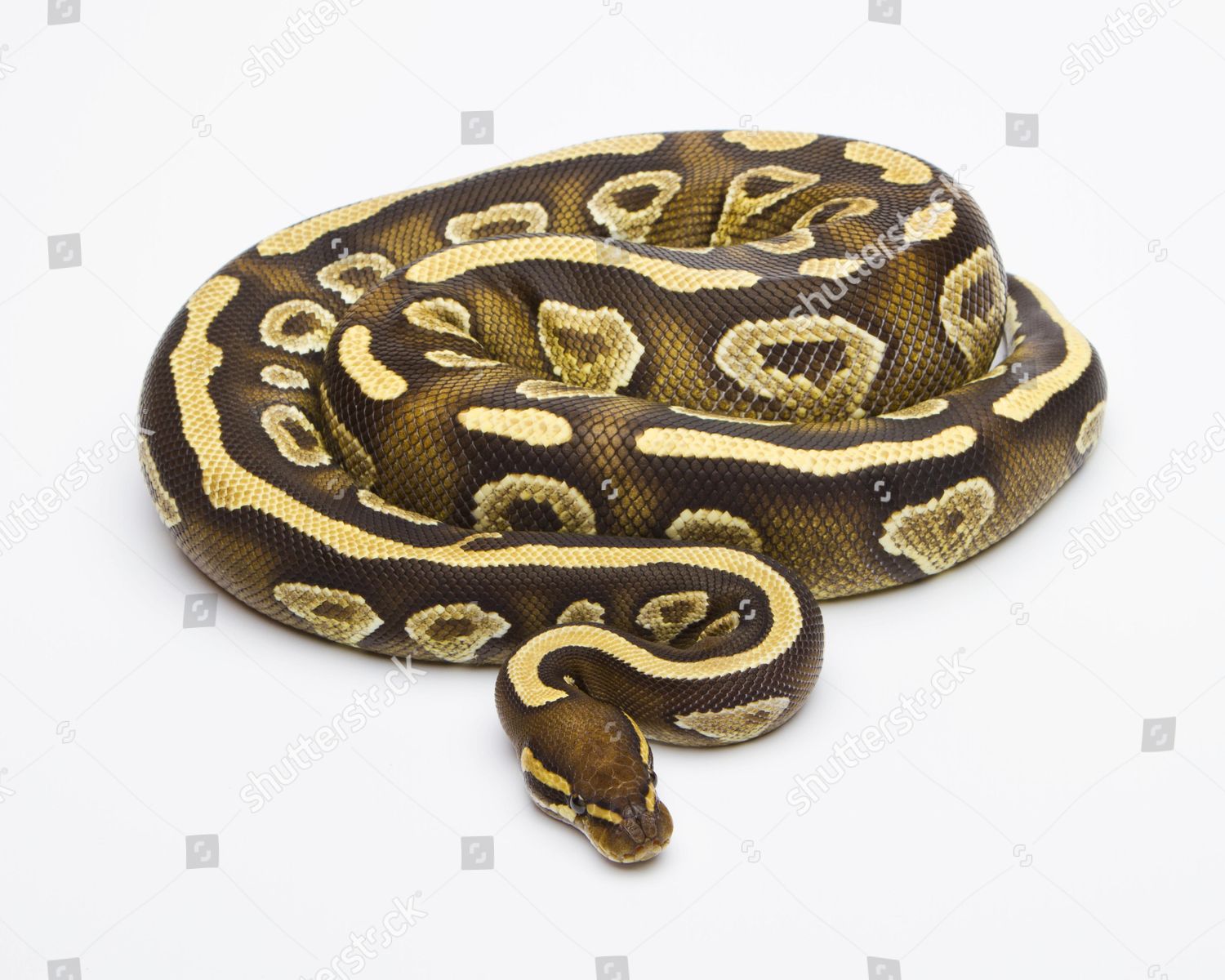 Royal Python Python Regius Phantom Yellow Editorial Stock Photo - Stock ...