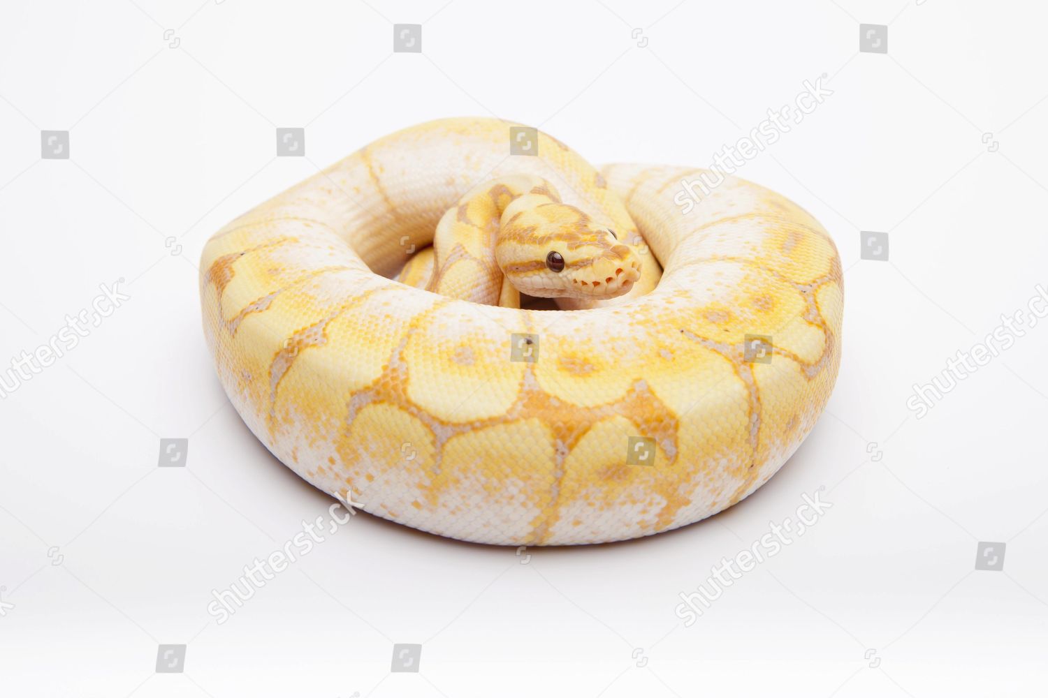 Royal Python Python Regius Spider Cg Editorial Stock Photo - Stock ...