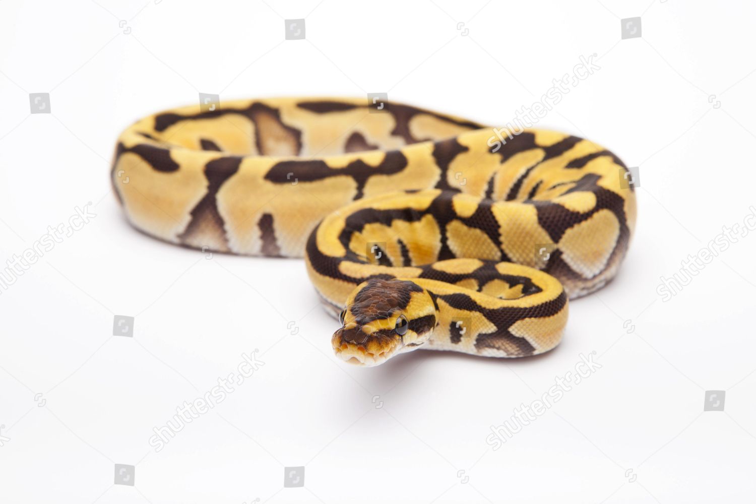 Royal Python Python Regius Tiger Female Editorial Stock Photo - Stock ...