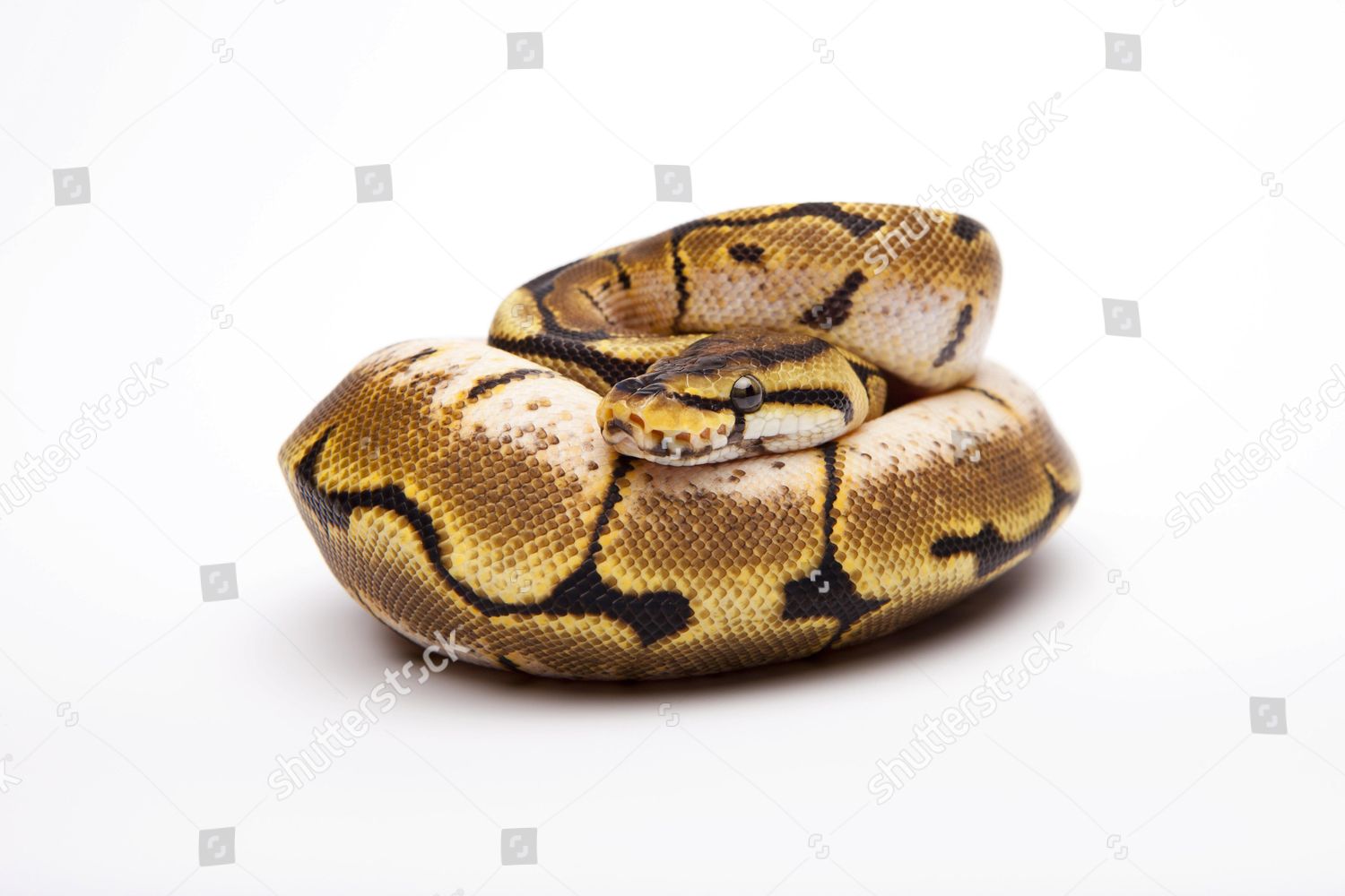 Royal Python Python Regius Spider Female Editorial Stock Photo - Stock ...