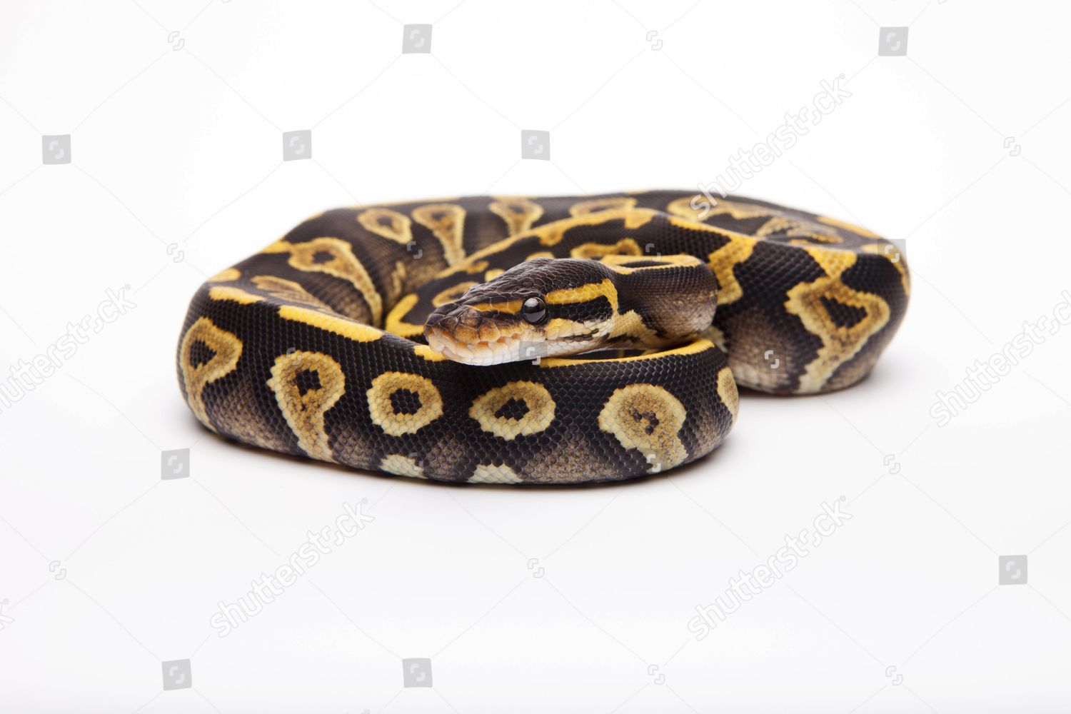 Royal Python Python Regius Phantom Yellow Editorial Stock Photo - Stock ...